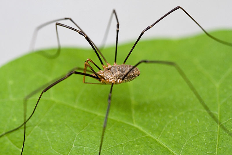 La Madriguera del Dr. Wolf: Opiliones, ¿que son?