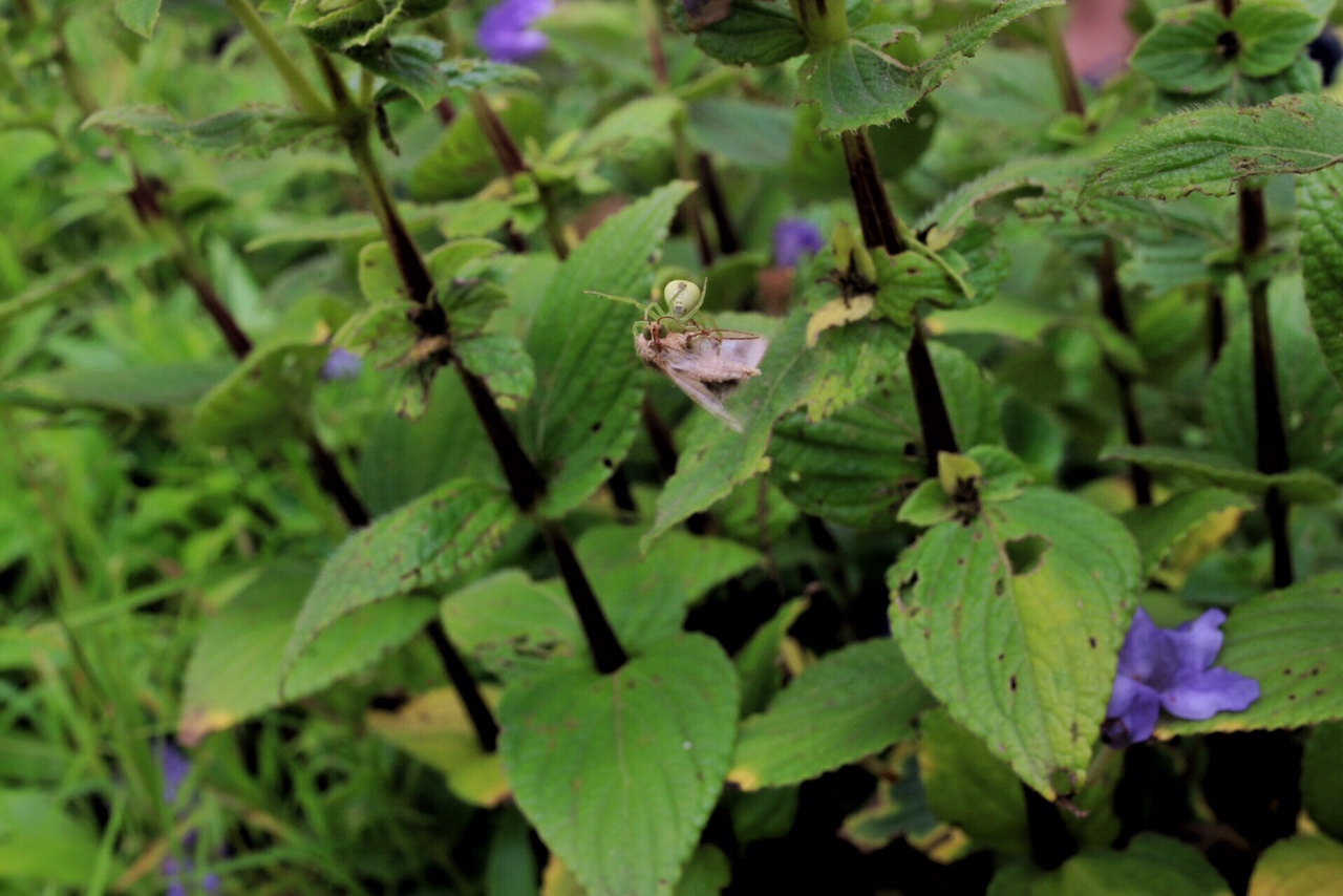 Topli Karvi - the bride which blooms every seven years!