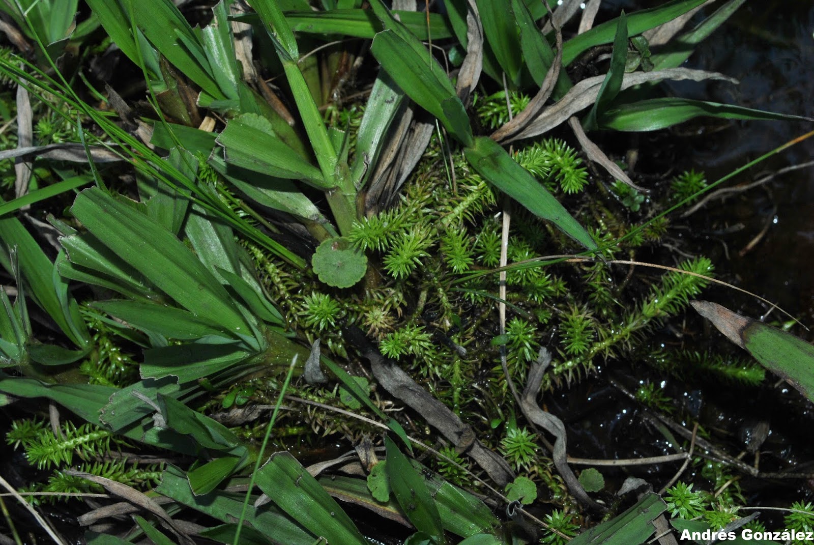 FOTOS DE FLORA NATIVA Y ADVENTICIAS DE URUGUAY : Mayaca sellowiana ...
