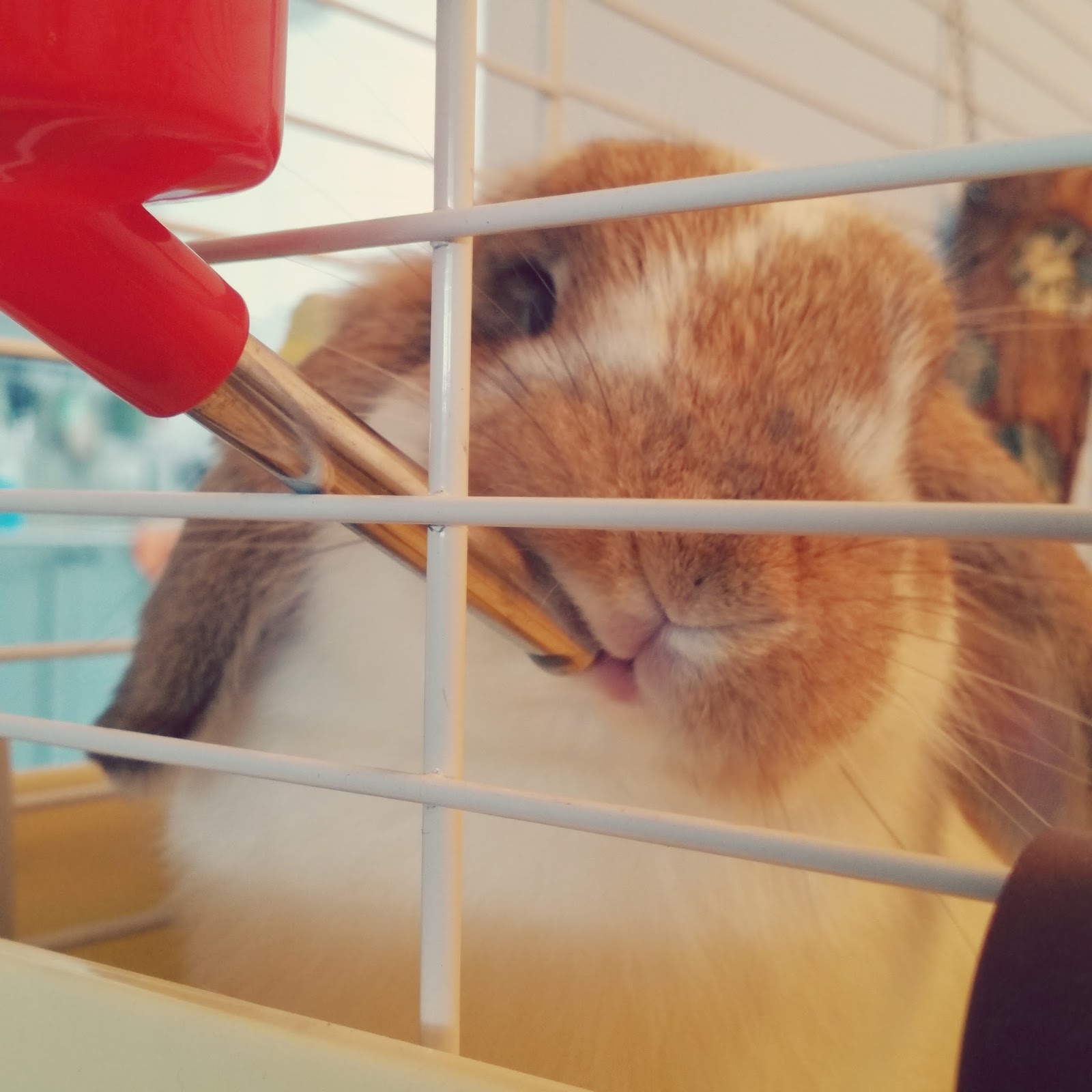 3 Rabbit Care Tips for Summer | WHIMSICAL MUSICAL