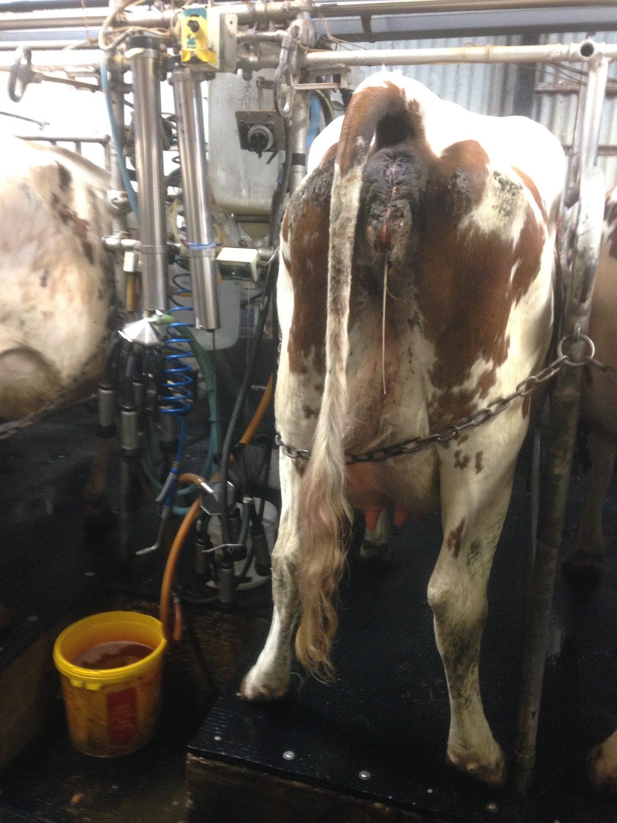 Pregnancy and Gestation in Cattle - Vet in Training