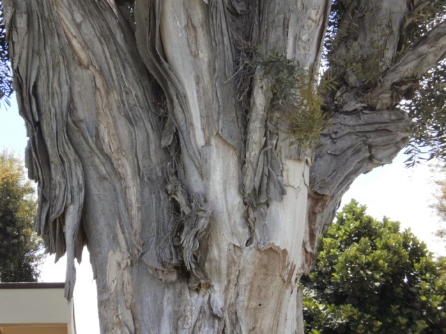 アメリカにずっと住む．．．つもり: フトモモ科 メラルーカ属の木、カジュプット（Cajeput Tree, Melaleuca ...