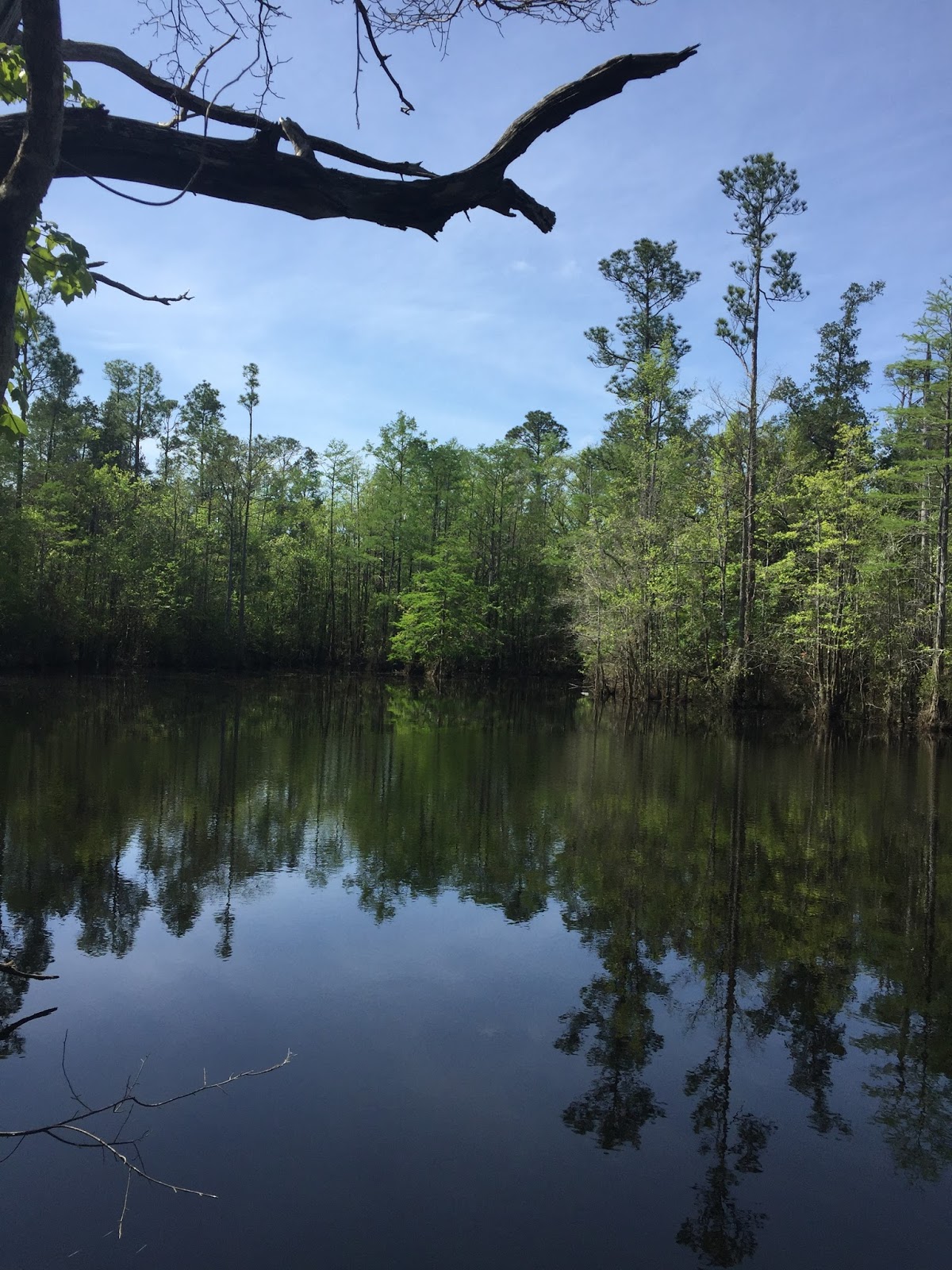 Blackwater River State Park, Florida