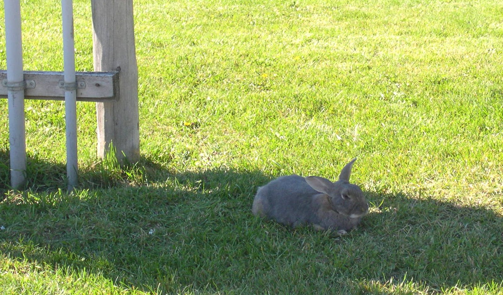 Rabbit Ramblings: Montana bunnies! LOTS of Montana bunnies