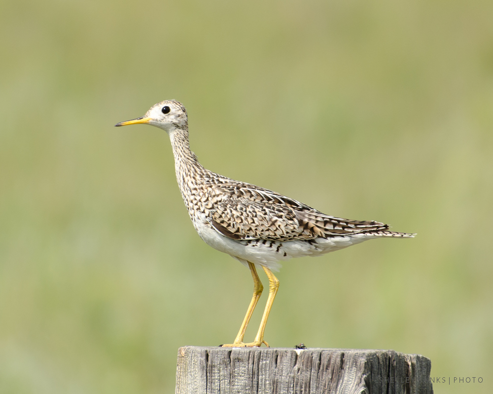 Prairie Nature: Upland Sandpiper: South America to Saskatchewan