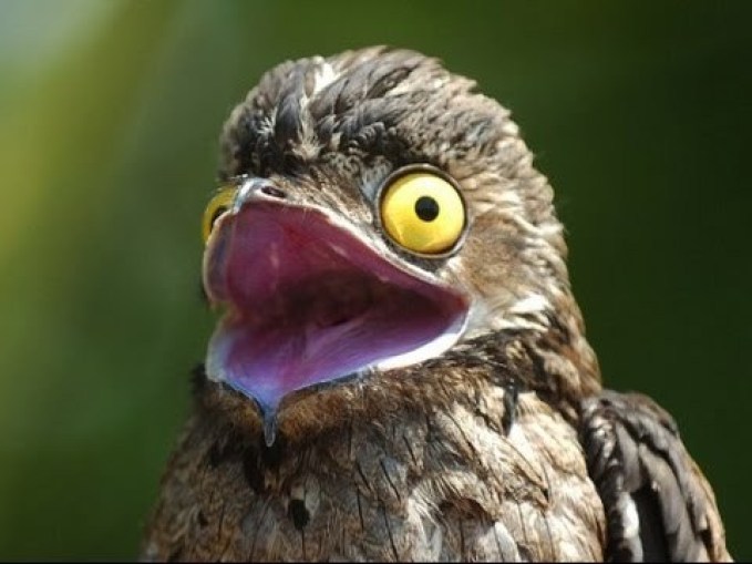 Apareció un kakuy en Salta y sorprendió a todos: video | Contexto Tucuman