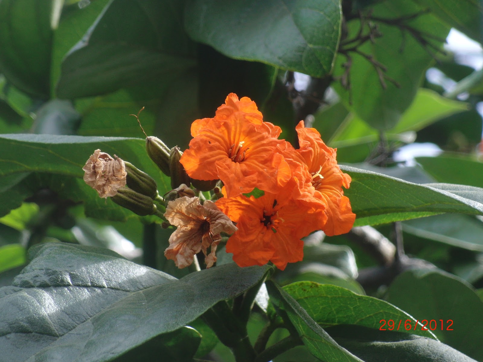 EL BLOG DE CARLOS SUAREZ....: Cordia sebestana L., Sp. Pl. 190 (1753), Fam.