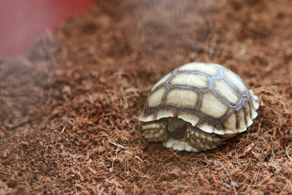 Tortoise Rescue - Mother Nature's Son