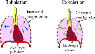 THREE WAYS OF BREATHING
