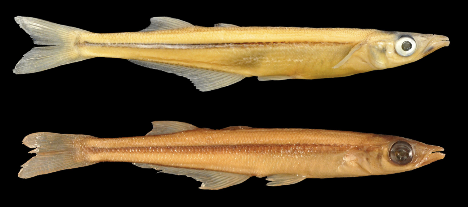 Virginia Tech Ichthyology Class : Life At the Water’s Surface: Brook ...