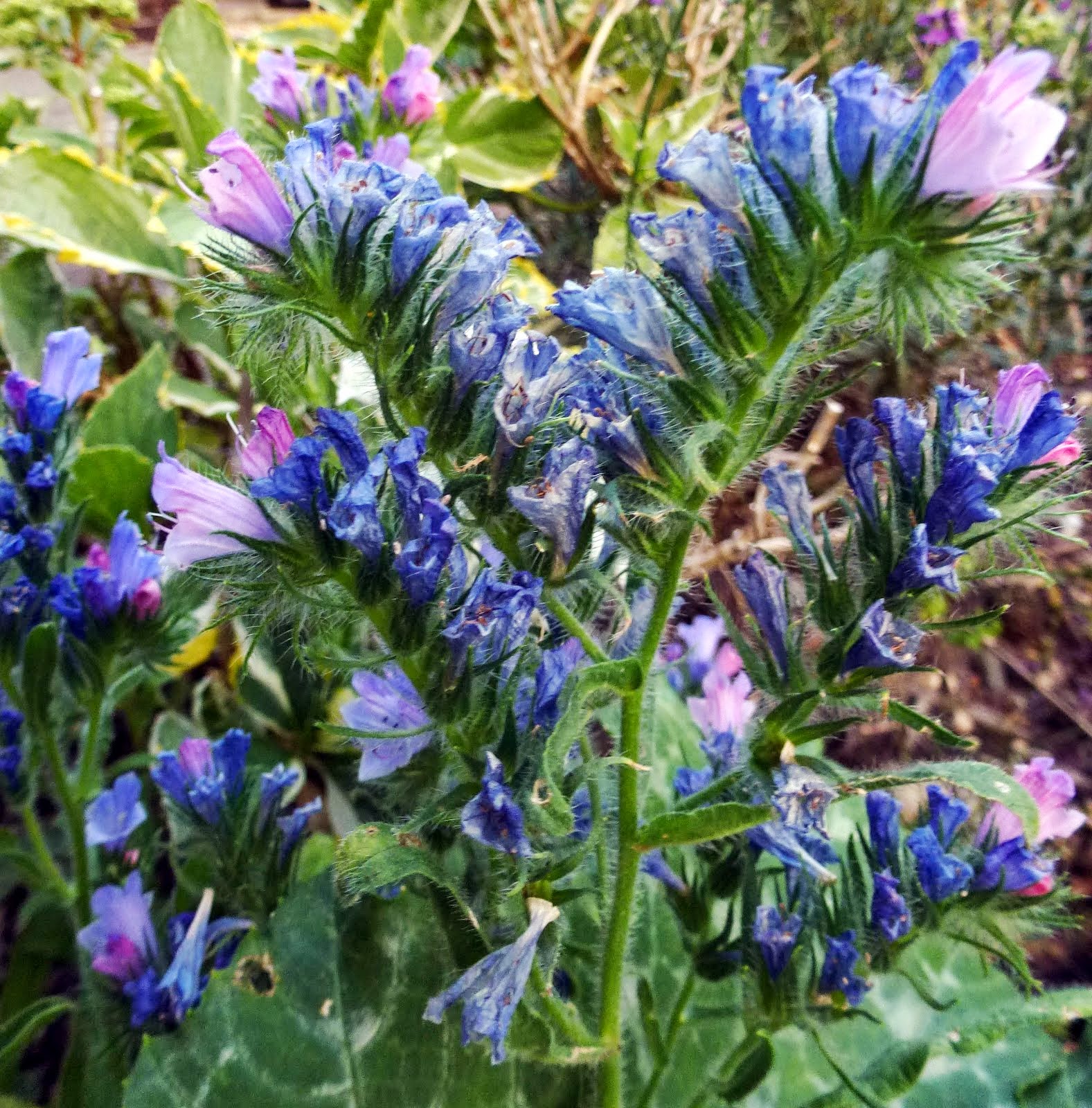 The Cheltenham Garden Log: Echium vulgare 'Dwarf Hybrids'.