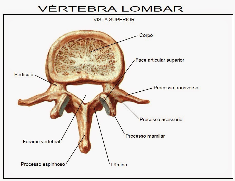Processo Transverso Da Vertebra - FDPLEARN