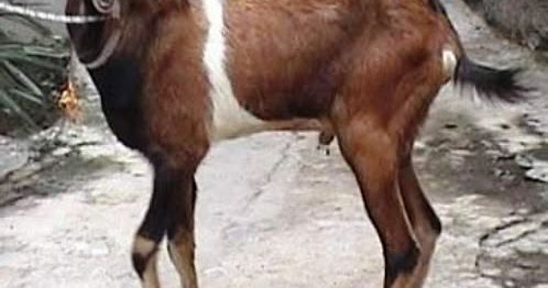 Cara Berternak Kambing ETAWA / PE / SENDURO: Cara Ternak dan Memelihara ...