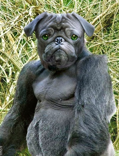 Gradina zoologică din Cernobil. Animale postapocaliptice | Imaginarium