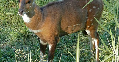 Synapsida: Bovines: Bushbuck and More