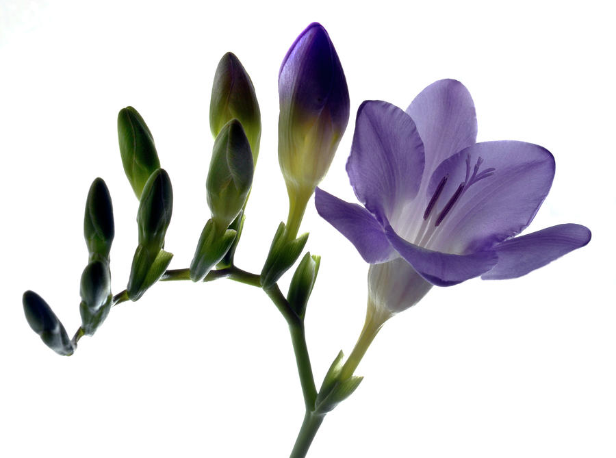 Flowers: Freesia