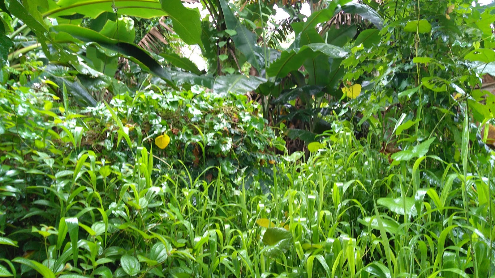Banana patch jungle