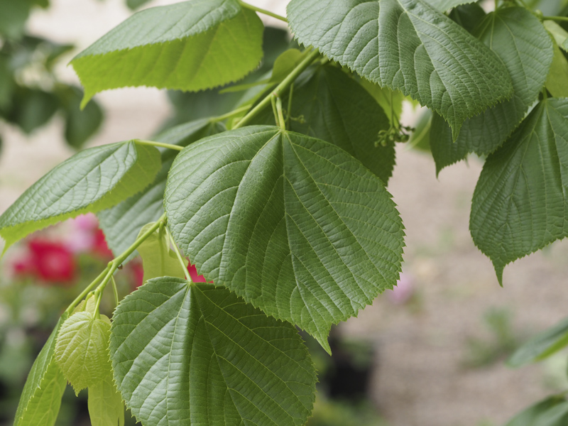 Paseos por la naturaleza: Tilia platyphyllos. Tilo de hoja grande.