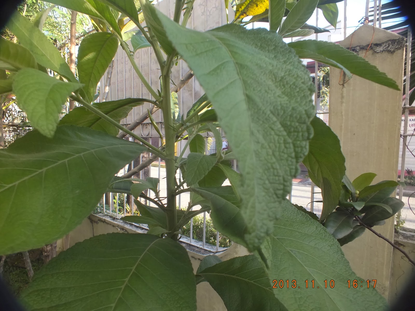 Photography with Dr. Ernie.: Alibhon or Sambong