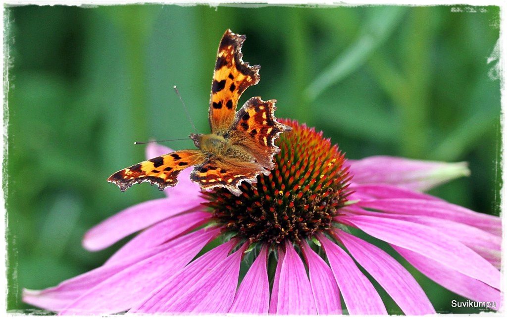 Suvikumpu: Päivänsini kukkii!