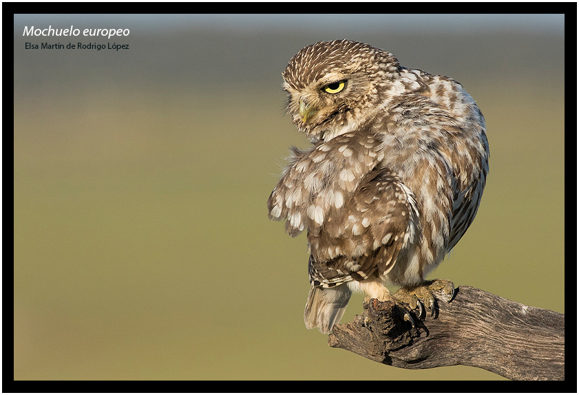 MANERAS DE MIRAR: Mochuelo europeo
