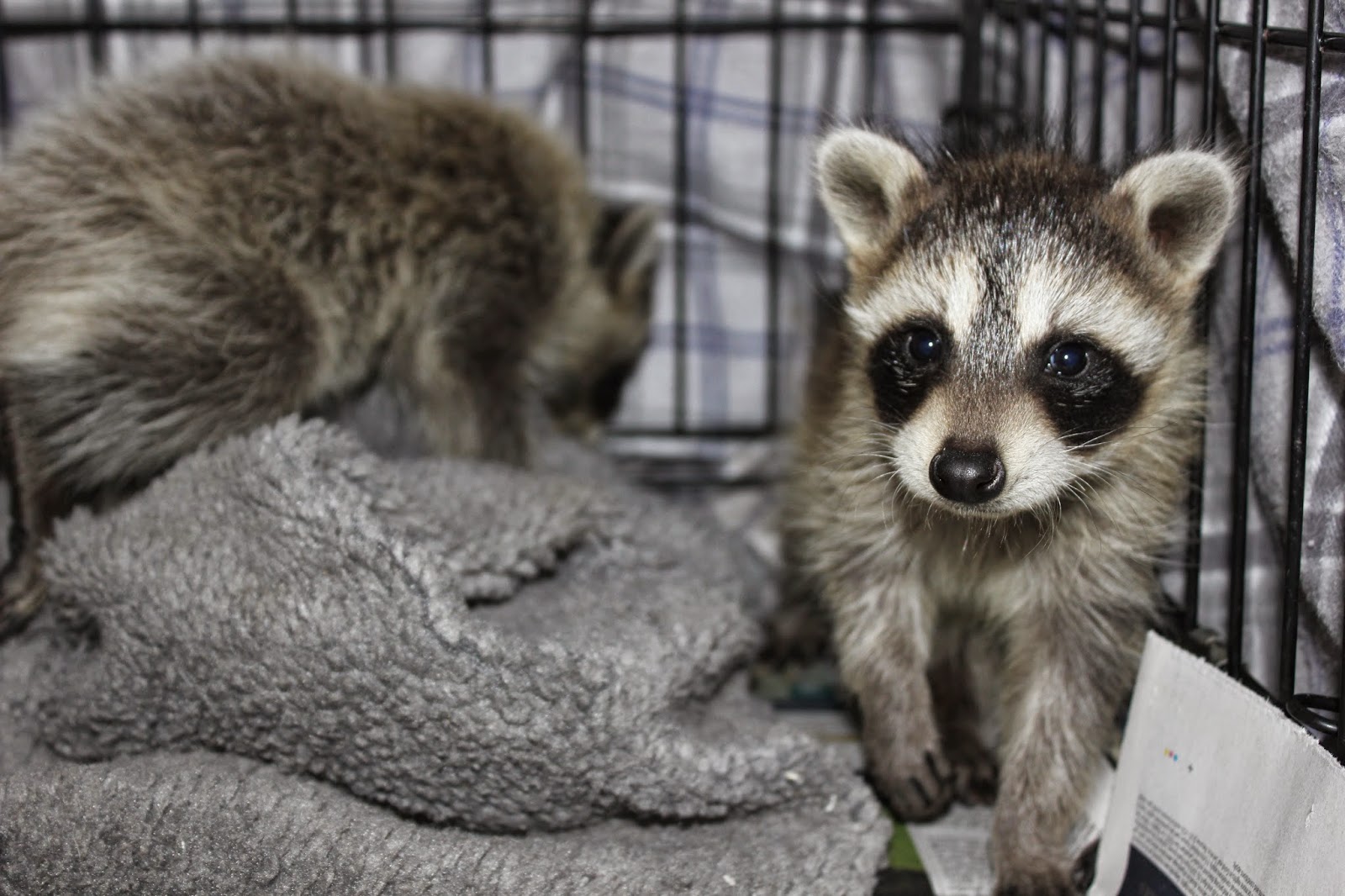 The Laughing Raccoon: Raccoon roll call.