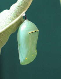 Do you know your moths from your butterflies? - Science in the City