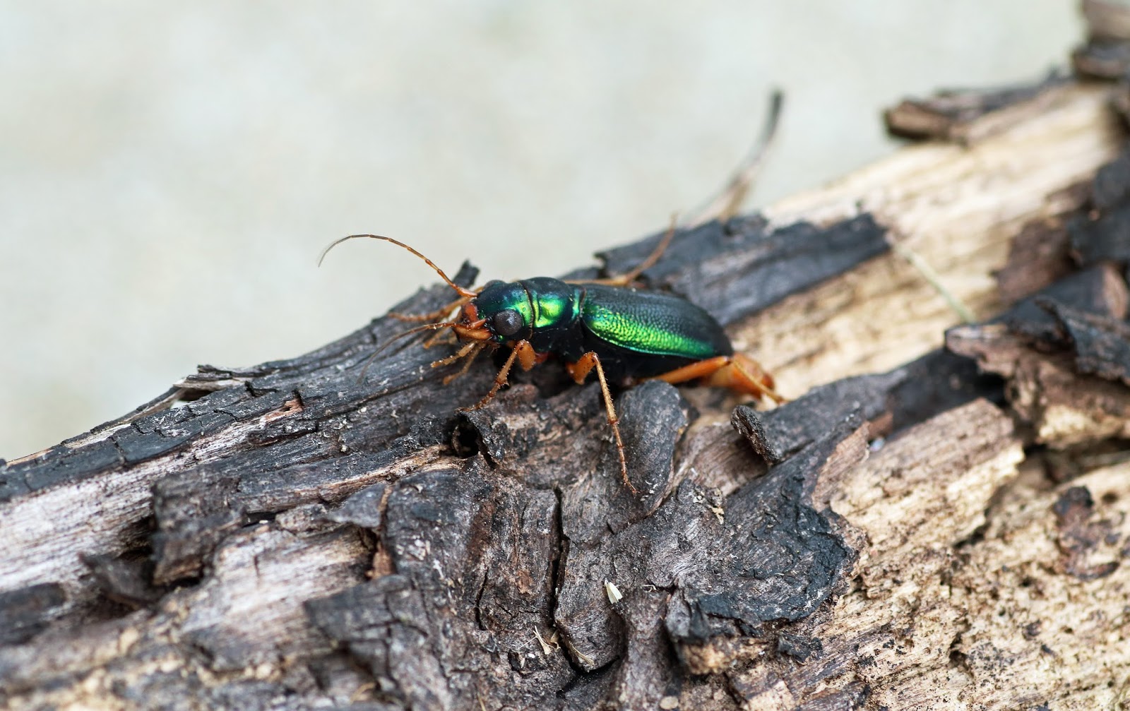 MObugs: Virginia Metallic Tiger Beetle
