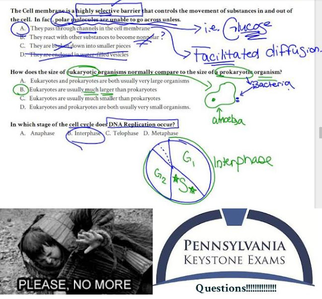 EC Honors Biology: Keystone Exam Practice Questions Summary