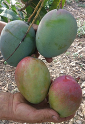 La historia de las plantas : Historia del mango