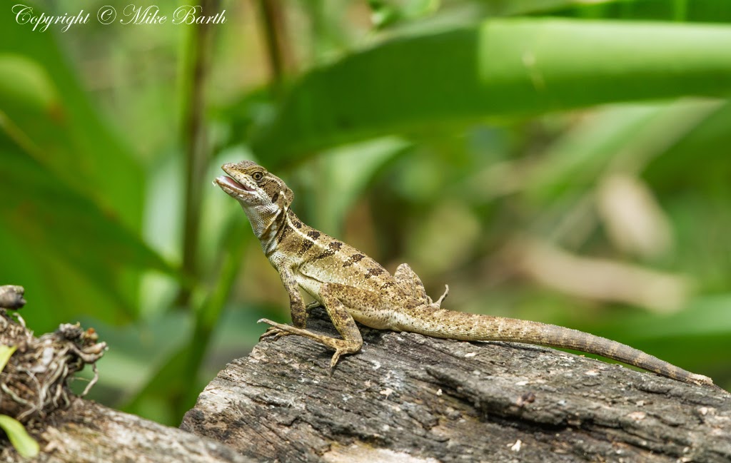 Beautiful Panama ! | Focusing on Wildlife
