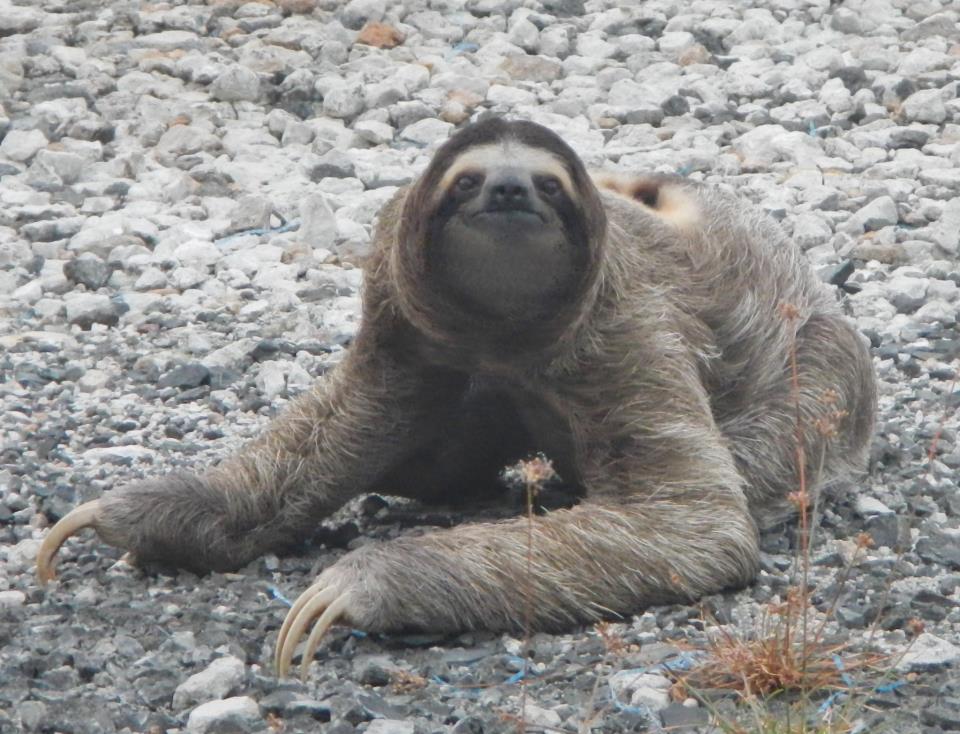 more JOY everywhere!: Sloth Hunt!