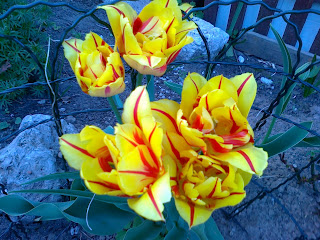 Tea's Garden Stories: Tulbid püsikupeenras