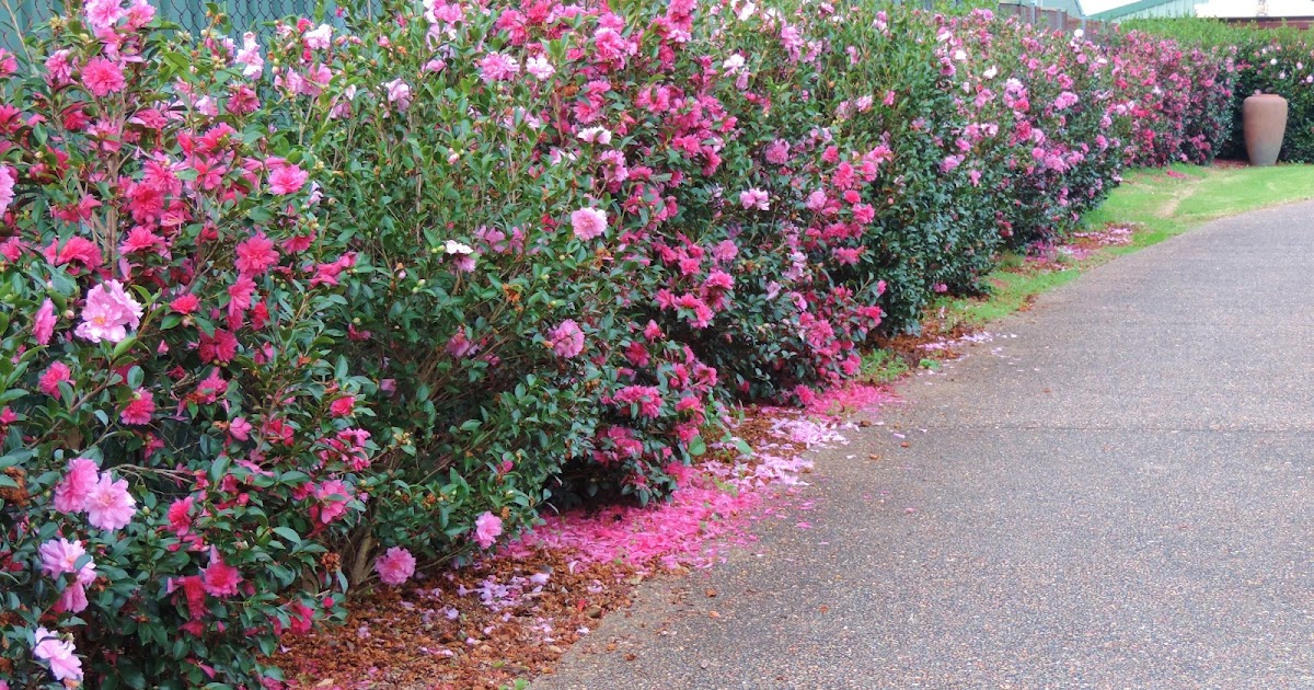 Bloomfield Cottage, it's a lifestyle: Camellia Hedge - just beautiful