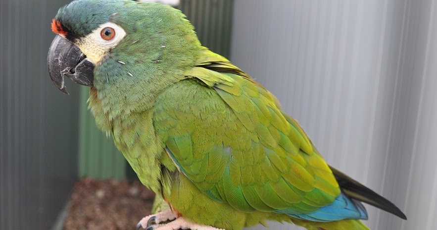 ZOOTOGRAFIANDO (6.100 ANIMALS): GUACAMAYO SEVERO / CHESTNUT-FRONTED ...