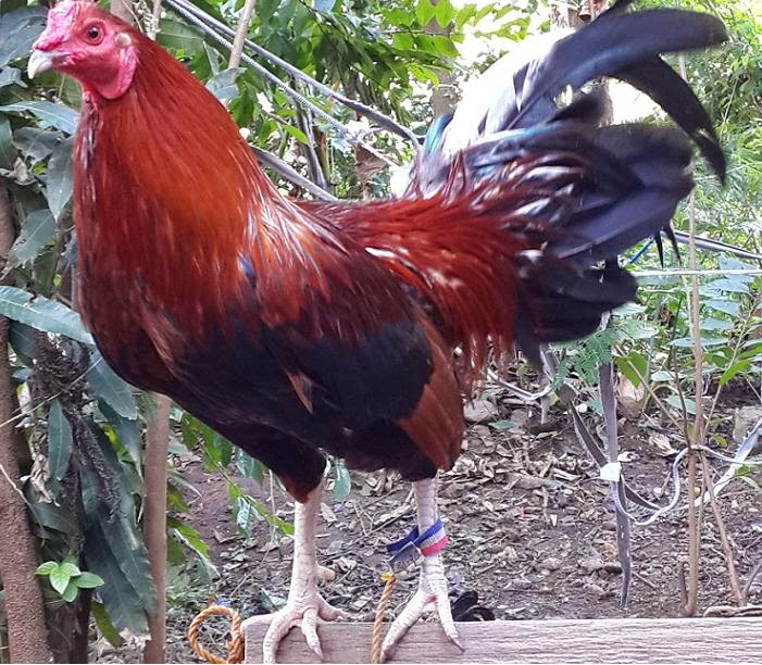 World Of Warrior Gamefowls (wowgf): My Selection and Collection