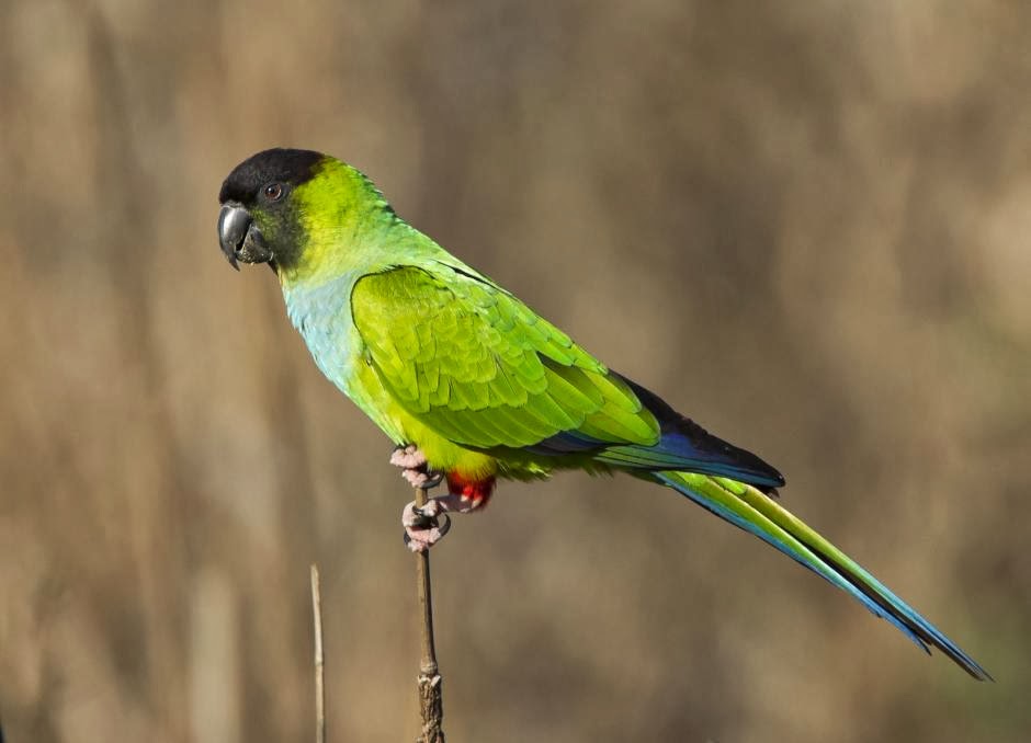Argentina nativa: Ñanday (Aratinga nenday)