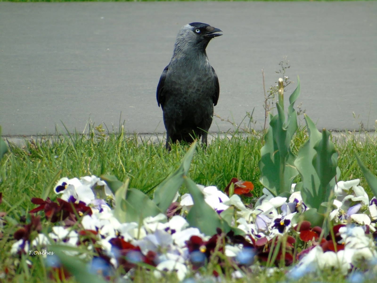 PASARI DIN ROMANIA: STANCUTA, Corvus monedula