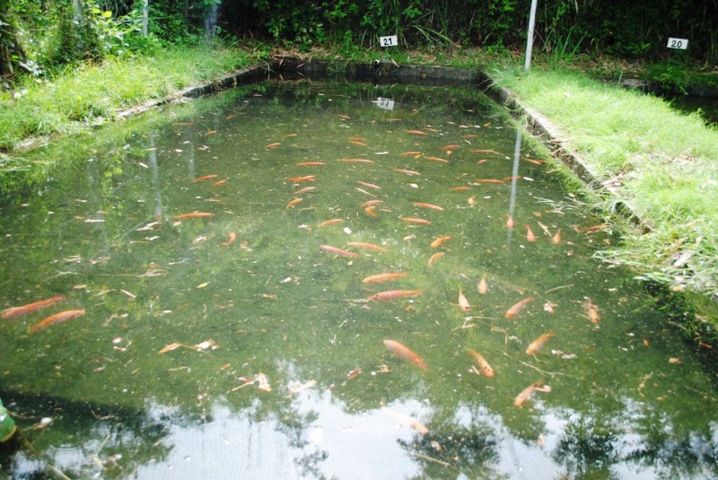 Centro Acuícola y Agroindustrial de Gaira. Regional Magdalena ...