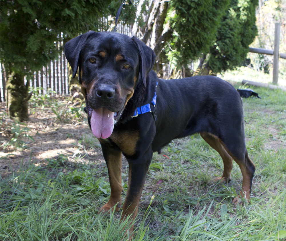 Shelter Dogs of Portland: "JILLIAN" big hearted Rottie mix!