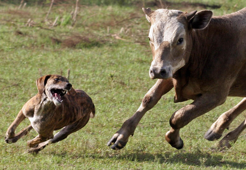 thirty miles out: Cow Dog Workin