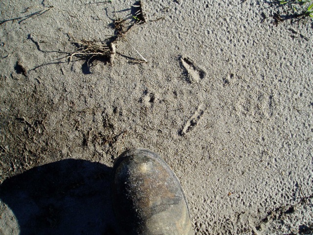 trophy-hunting: Florida Spring Gobbler Season Report - #4 Second Week ...