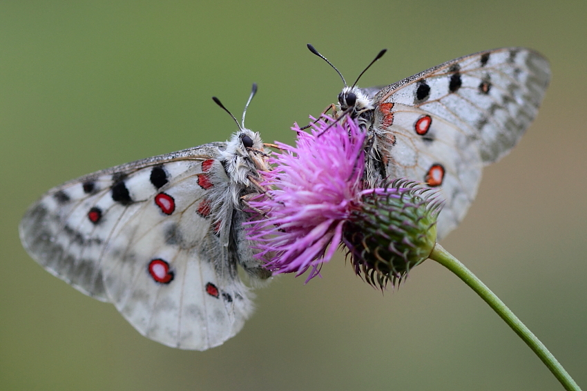 Fotografia de Naturaleza: Mariposa Apolo ( Parnassius Apollo )