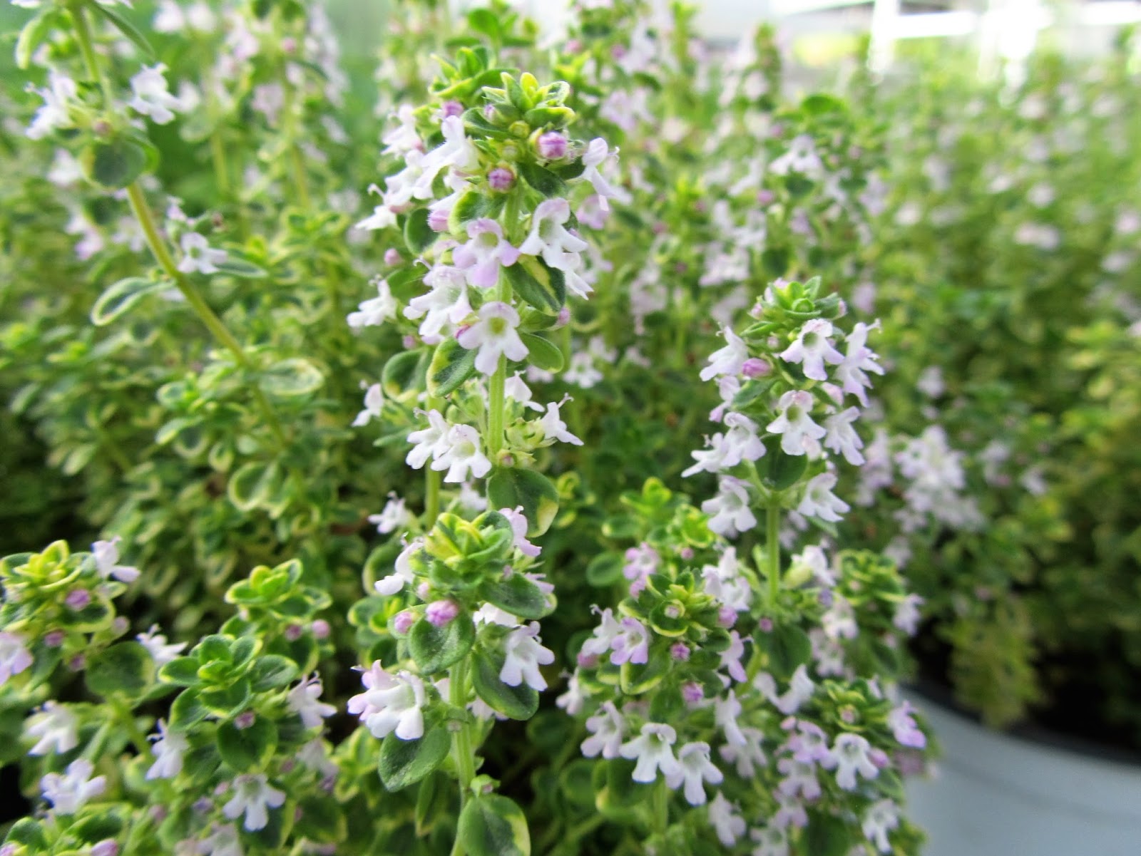 Come si Coltiva il Timo (Thymus sp.)? | Il Gusto Della Natura