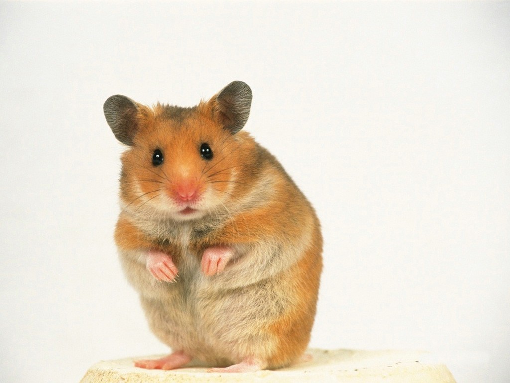 Cute Yellow Hamster Stand Wallpaper | Wallpaper ME