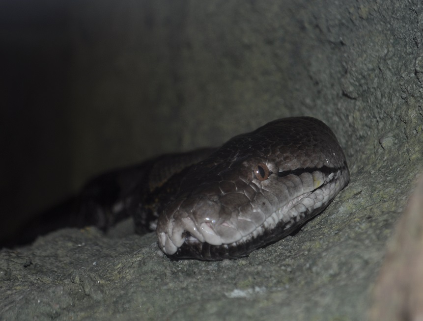 ZOOTOGRAFIANDO (6.100 ANIMALS): PITÓN RETICULADA / RETICULATED PYTHON ...