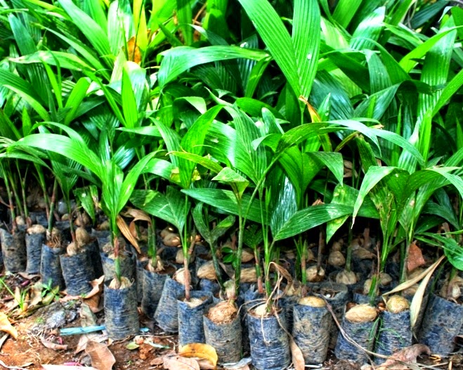 Cara Budidaya Pohon Pinang Secara Intensif - Infodesa