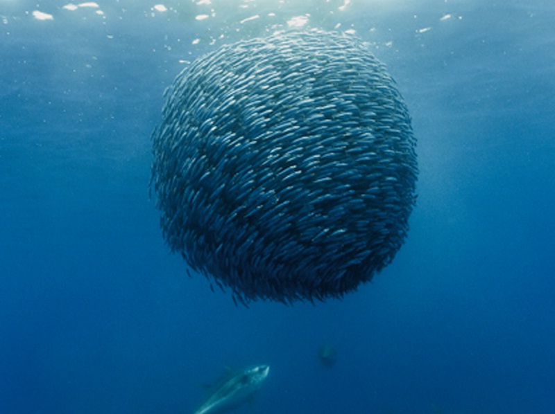 Arenas de Soledad: Cardumen