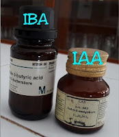 Cara Membuat Larutan Stok IBA dan IAA 100 ppm | JAGAD KIMIA