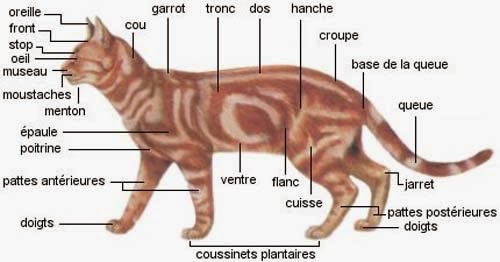Nos amis à 4 pattes: L'ANATOMIE DU CHAT